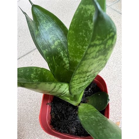 Sansevieria Trifasciata Prai虎皮兰 Lidah Buaya Shopee Malaysia