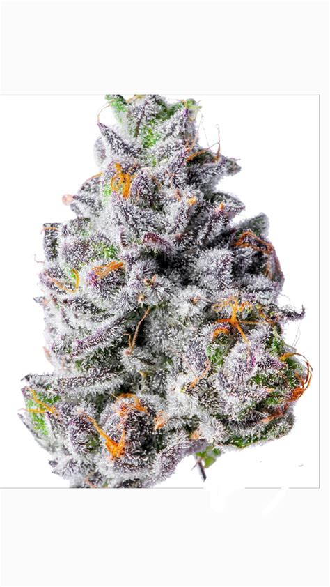 Mega Dummiez Aka Mega Mega Megatron Weed Strain Information Leafly