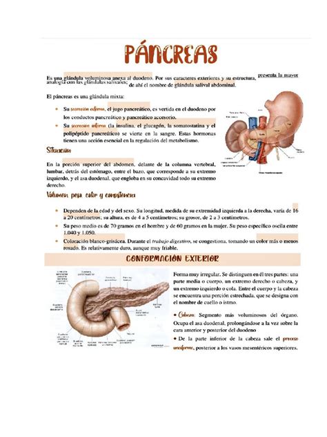 Anatomía Y Fisiología Del Páncreas Pdf