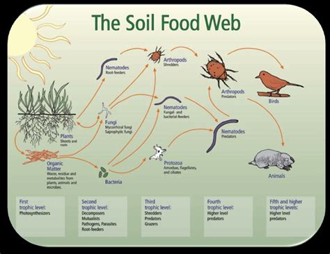 The Soil System Is Teeming With Life Forming A Complex And