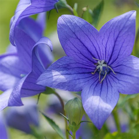 Balloon Flower For Beginners Complete Guide Rrzc