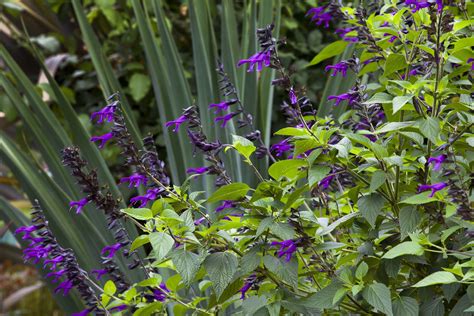 Garden Emergencies Le Jardinet