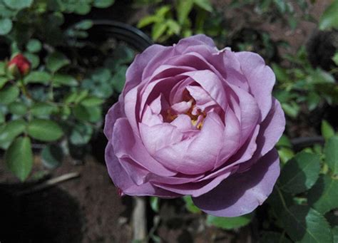 Seven Classifications Of Rose Varieties Imedia
