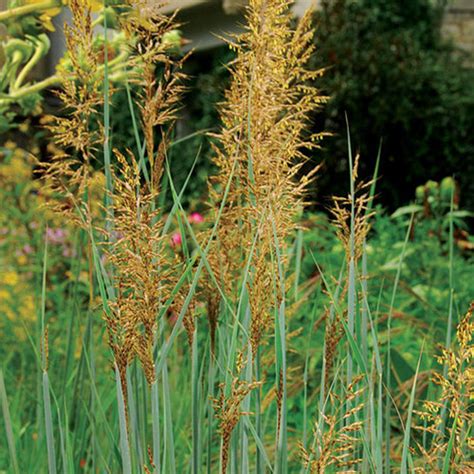‘prairie Fire Red Switchgrass Finegardening