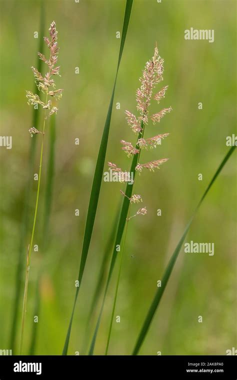 Reed Canary Grass Phalaris Arundinacea In Flower In Damp Grassland