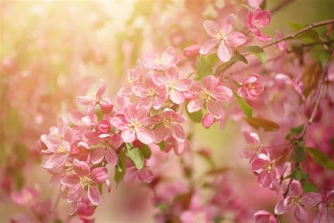 Premium Photo Red Apple Blossoms