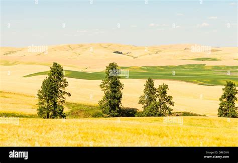 View Of The Palouse Hills From Kamiak Butte State Park Whitman County