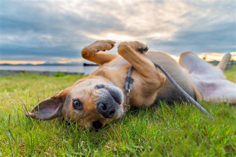 Tödliche Für Hunde Babesiose Breitet Sich Weiter In Deutschland Aus