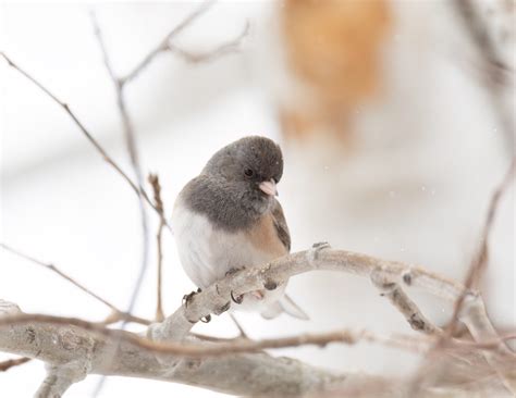 Oregon Junco Female Feederwatch
