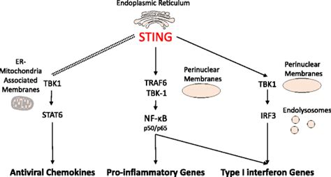 Sting Activated Signalling Pathways Sting Activation Leads To