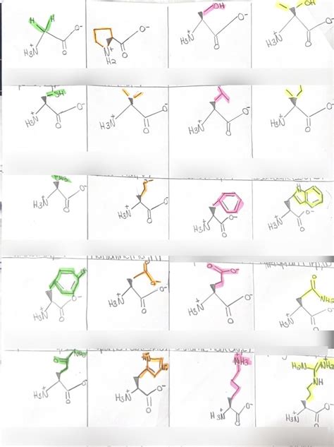 Amino Acid Diagram Quizlet
