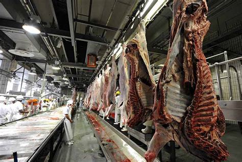 Farmers Beef With Bmc Threaten Cattle Supply Sunday Standard