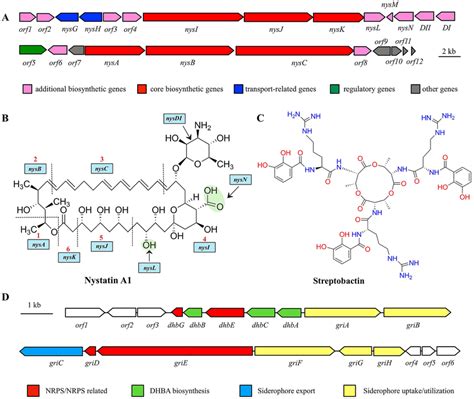 A Overview Of The Nystatin A1 Biosynthetic Pathway B Chemical