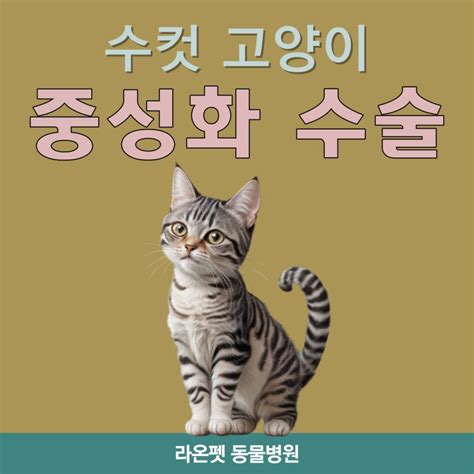 수컷 고양이 중성화 수술 시기 과정과 비용 And 수술 후 관리 넥카라 금식 네이버 블로그