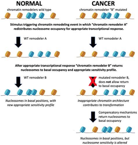 Proposed Model For The Roles Of Nucleosome Remodeling And Sensitivity