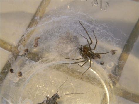 Brown Recluse Vs Wolf Spider 13 Differences To Identify Them