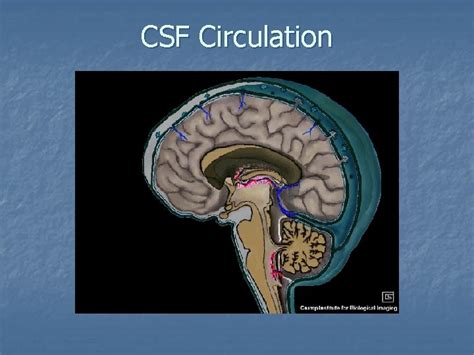 CSF Physiology And Cerebral Blood Flow Keith R