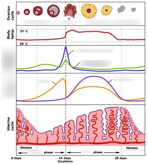 Hormones And Menstrual And Ovarian Cycle Diagram Quizlet