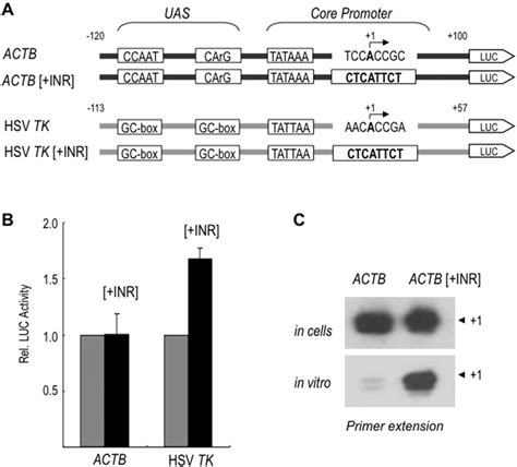 an inr cannot stimulate transcription from the human actb promoter in