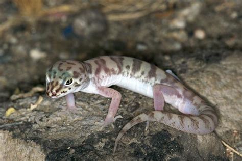 Wild Herps Western Banded Gecko Coleonyx Variegatus