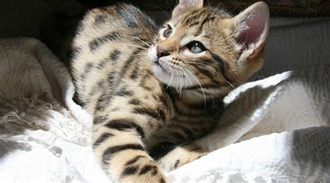 Cheetoh Cat Breed Profile Care Traits Facts And More Love Your Cat