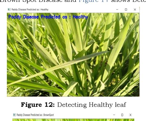 Figure 1 From Paddy Crop Disease Detection Using Deep Learning
