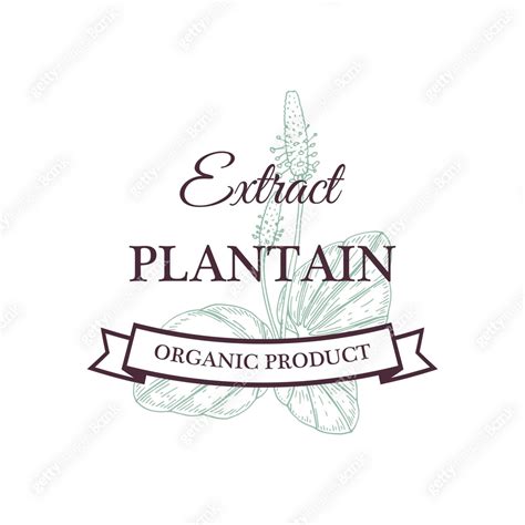 Hand Drawn Vintage Plantain Extract Design Isolated On White Vector