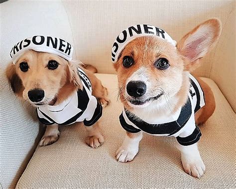 15 Best Corgi Halloween Costumes That Are So Funny