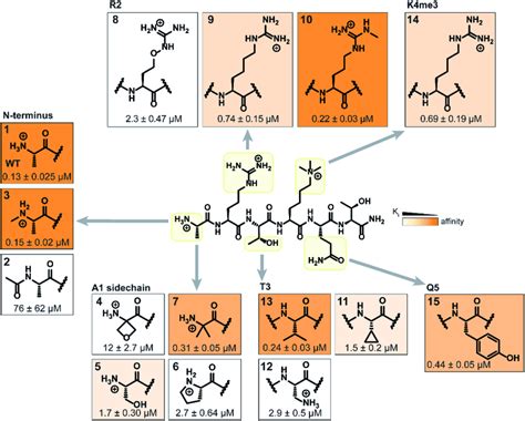 Structureactivity Relationship Study Of Modified H3 6mer Peptides