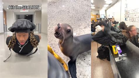 Everybody Hit The Sea Lion Know Your Meme