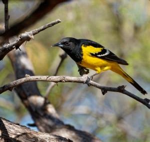 10 Yellow Birds With Black Wings Wphotos