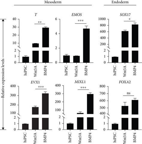 Codifferentiation Of Hepatocytes And Nonparenchymal Cells A
