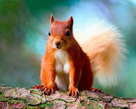 Aesthetic Squirrels Wallpapers Wallpaper Cave