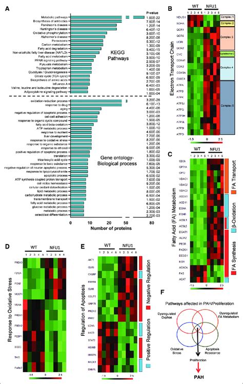Functional Annotation Of Significant Proteins From The Proteomic Data