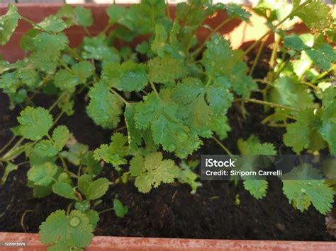 현지 채소 재배자의 고수풀은 정원사들이 물을 뿌리기 전에 자라서 채소 밭에 비료를 뿌리는다 0명에 대한 스톡 사진 및 기타