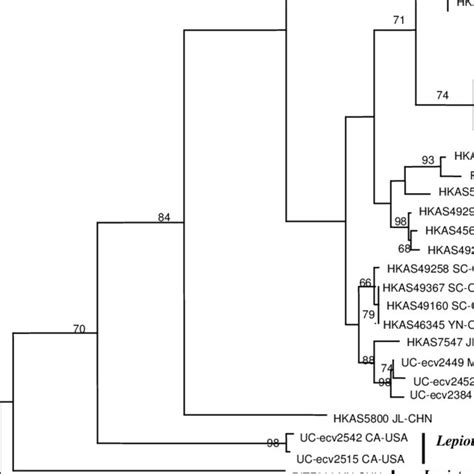 maximum parsimony tree obtained using the its sequence data bootstrap