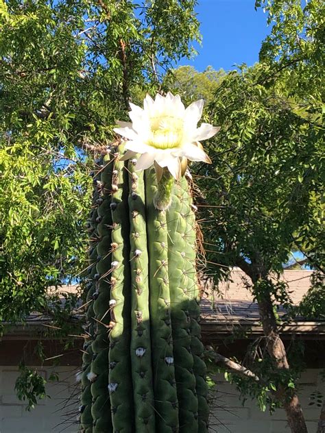 Trichocereus Terscheckii Bloom Rcactus
