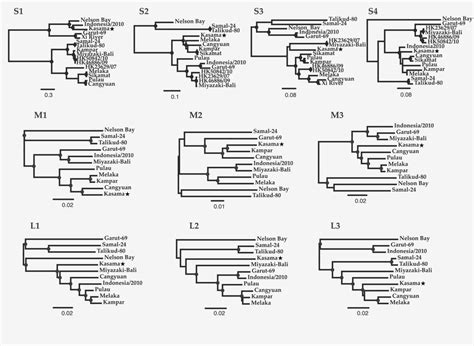 Maximum Likelihood Trees Of The 10 Prv Genome Segments The Trees Were Download Scientific