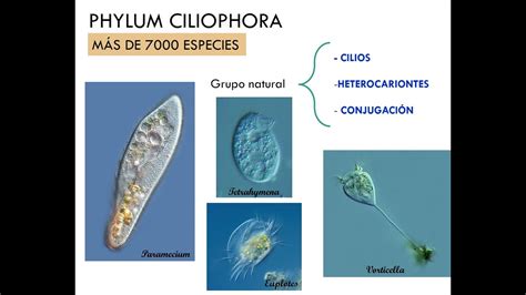 Phylum Ciliophora Youtube