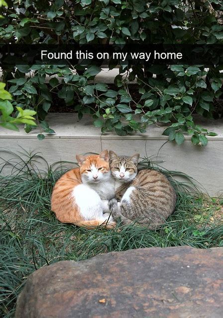Hilarious Cat Memes That Will Make You Go Lol Cats Are Sup… Flickr
