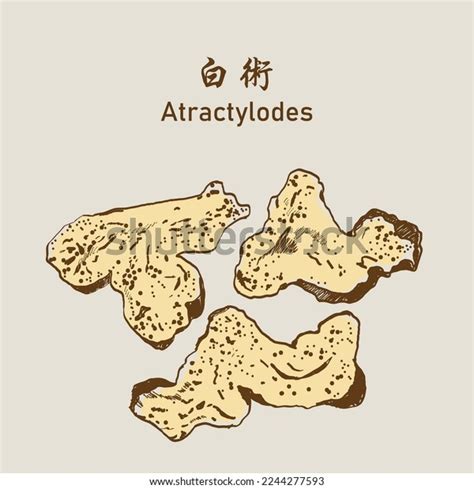 Atractylode Over 106 Royalty Free Licensable Stock Vectors And Vector