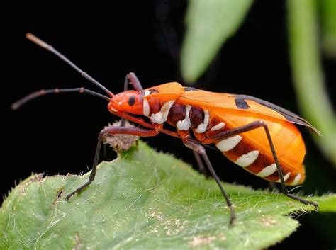 What To Do If You Spot An Assassin Bug A Z Animals
