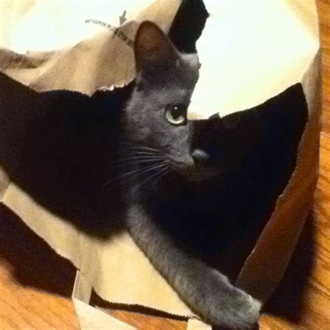 Ellen Fields Youtube