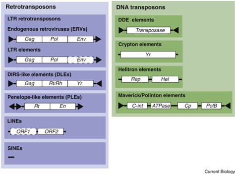 Transposable Elements Current Biology
