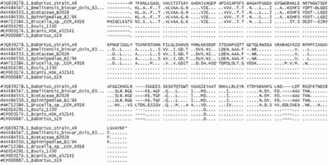 multiple sequence alignment of predicted amino acid sequences of omp25
