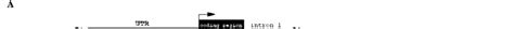 Partial Sequence Of Tubulin Gene H1 A Schematic Representation Of