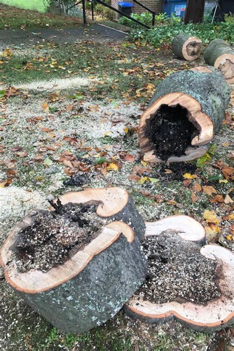 Tree Condition Survey At An Independently Managed Housing Estate
