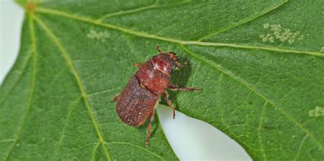 How To Stop Pine Beetle Infestation Davey Tree