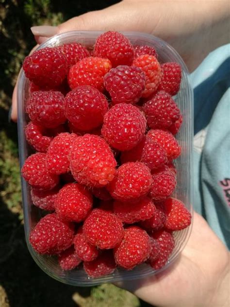Maline