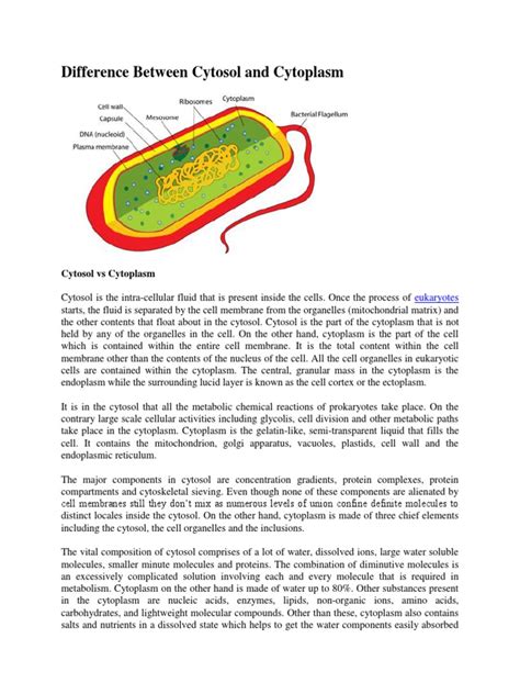 Cytosol Vs Cytoplasm Explained Pdf Cytosol Cytoplasm